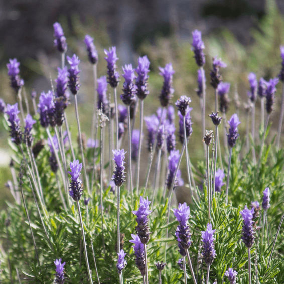 Lavandula dentata var. 'Elegans' 17cm | Leroy Merlin South Africa