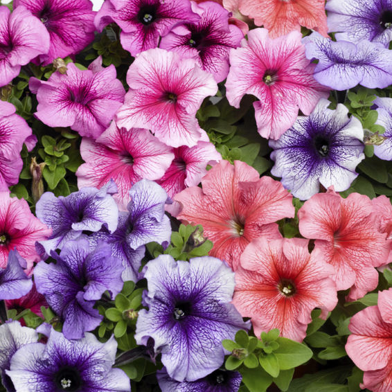 Petunia 'Malanseuns Vein Mixed' 6 pack | Leroy Merlin South Africa